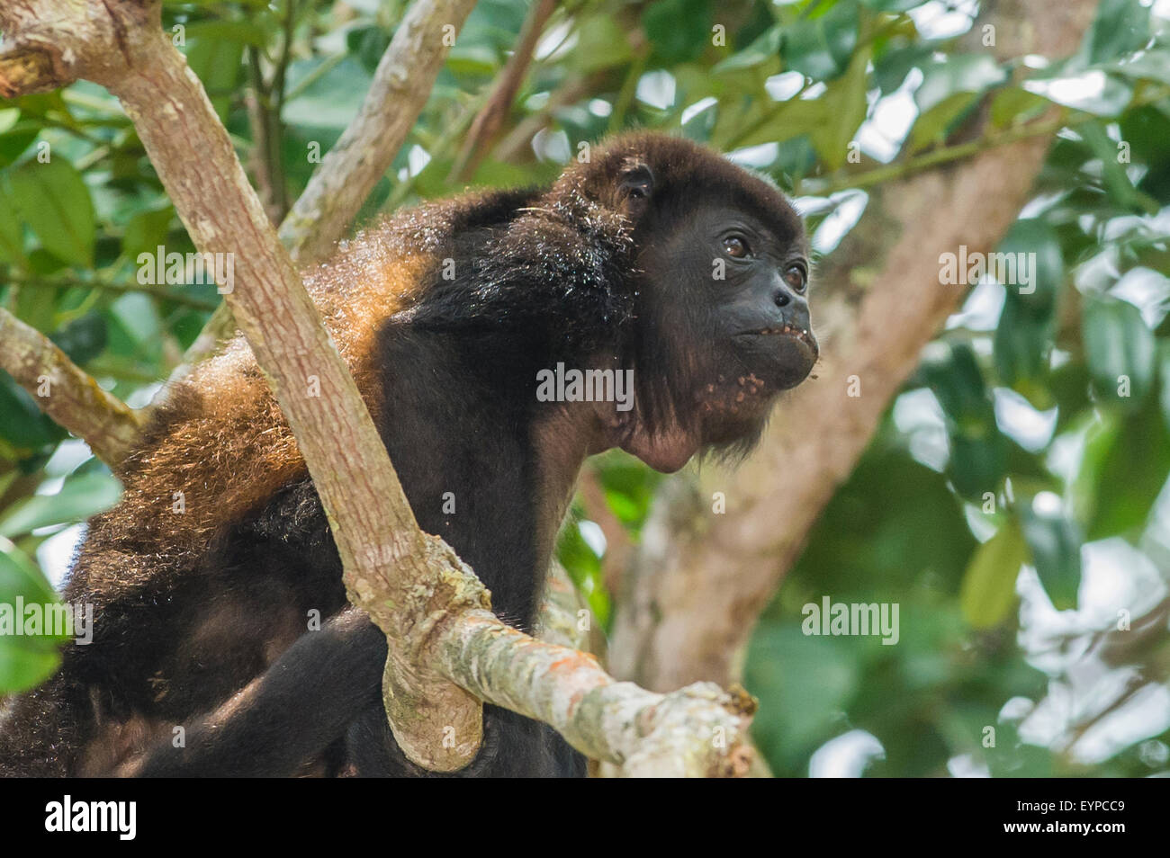 A Mantled Howler Monkey during a feeding session Stock Photo - Alamy
