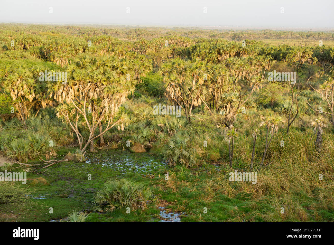 View over Doho Hot Springs, Awash National Park, Ethiopia Stock Photo ...