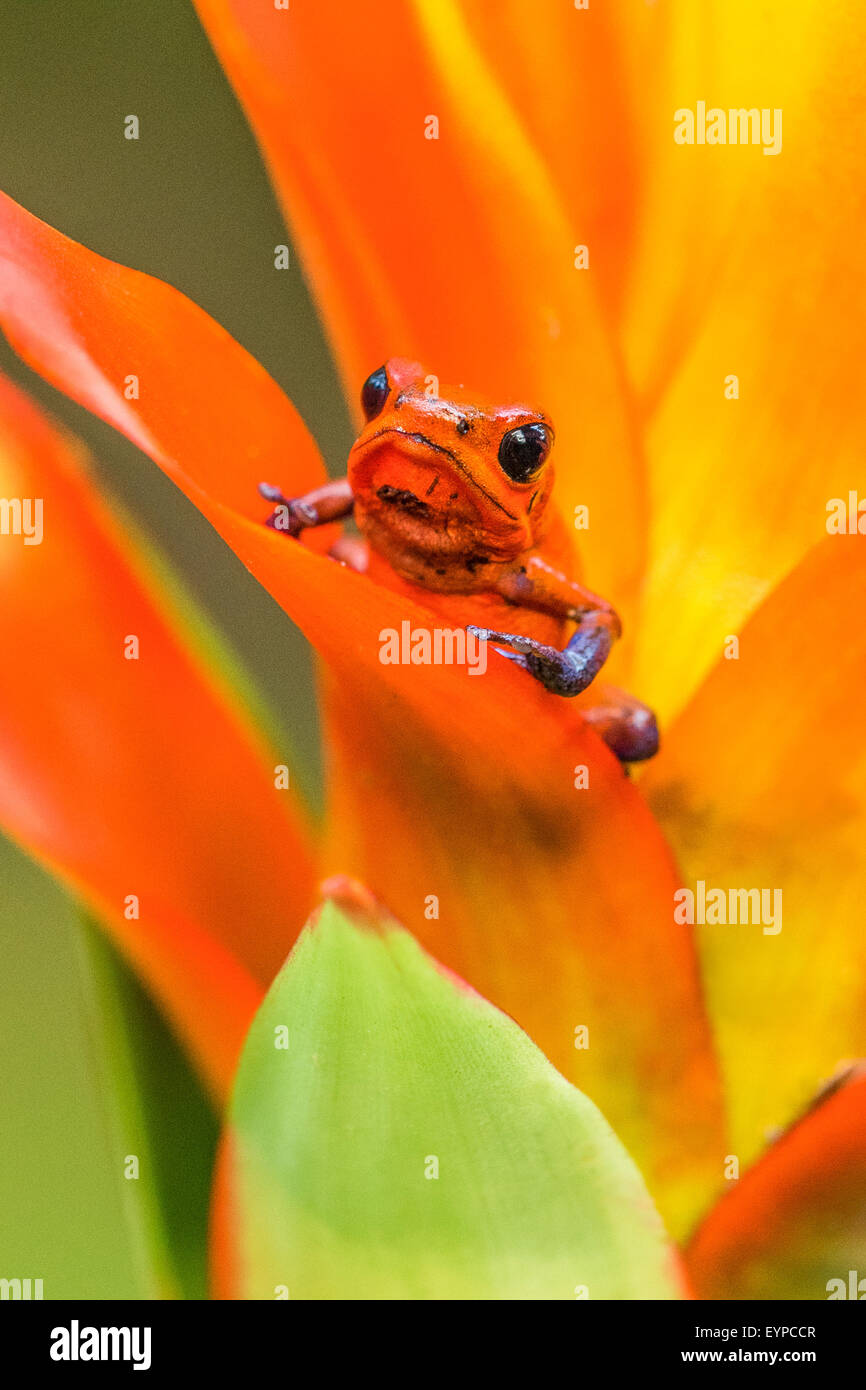Blue poison dart frog on hi-res stock photography and images - Alamy