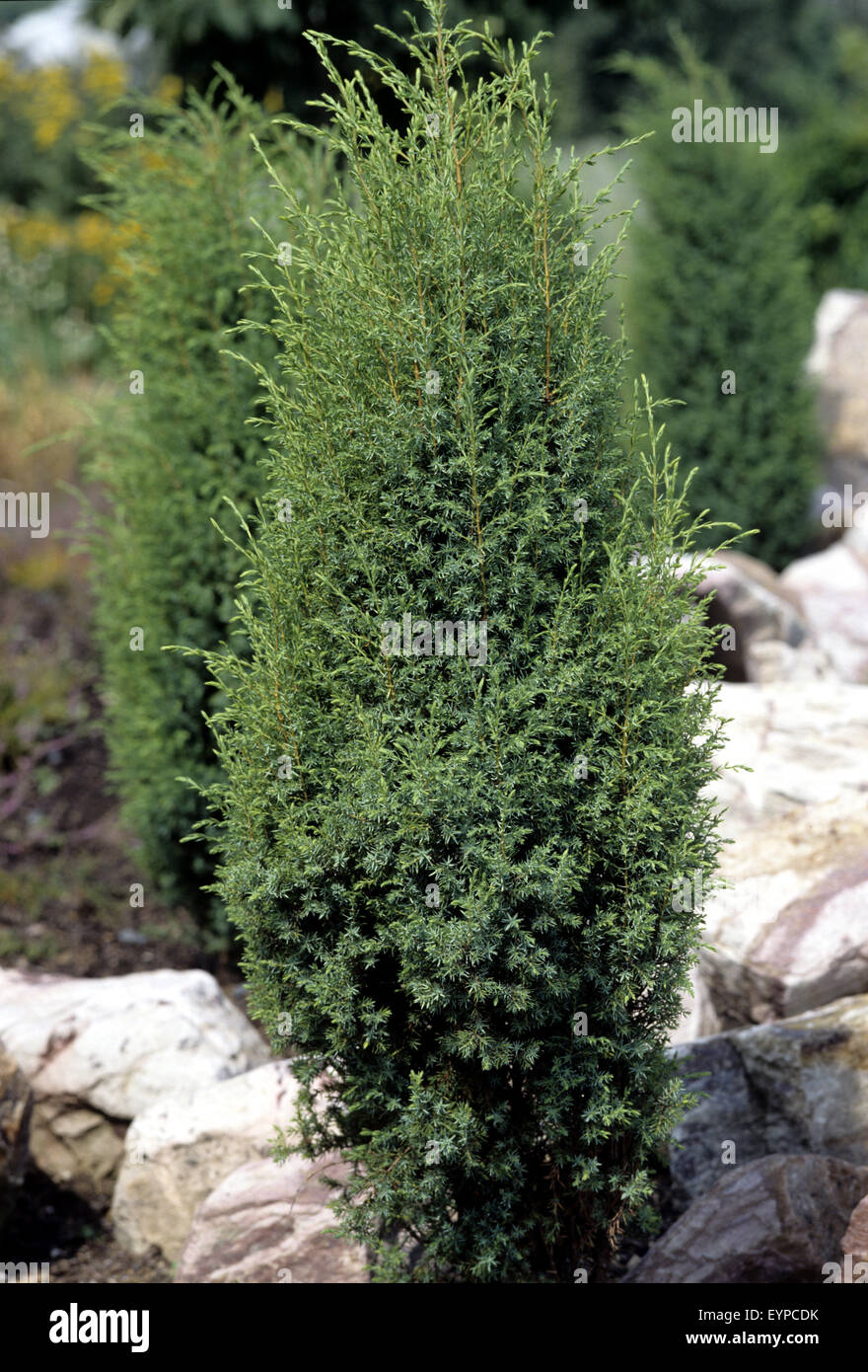 Wacholder communis hi-res stock photography and images - Alamy
