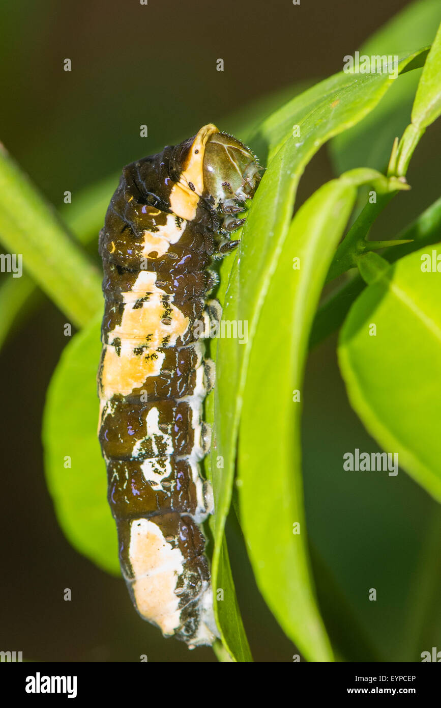 Queen larva hi-res stock photography and images - Alamy
