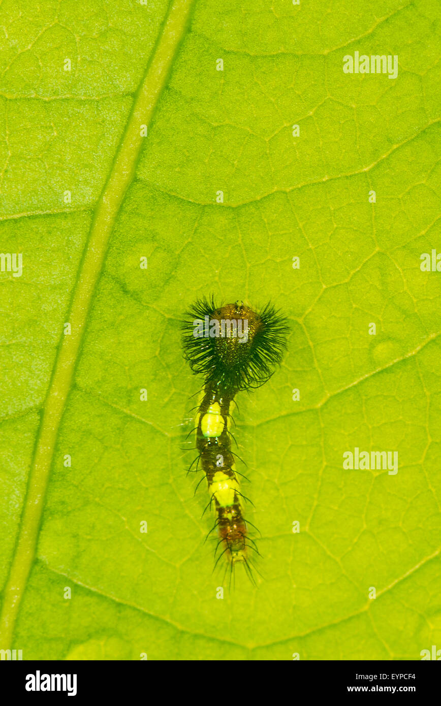 A juvenile Banded Blue butterfly larva Stock Photo - Alamy