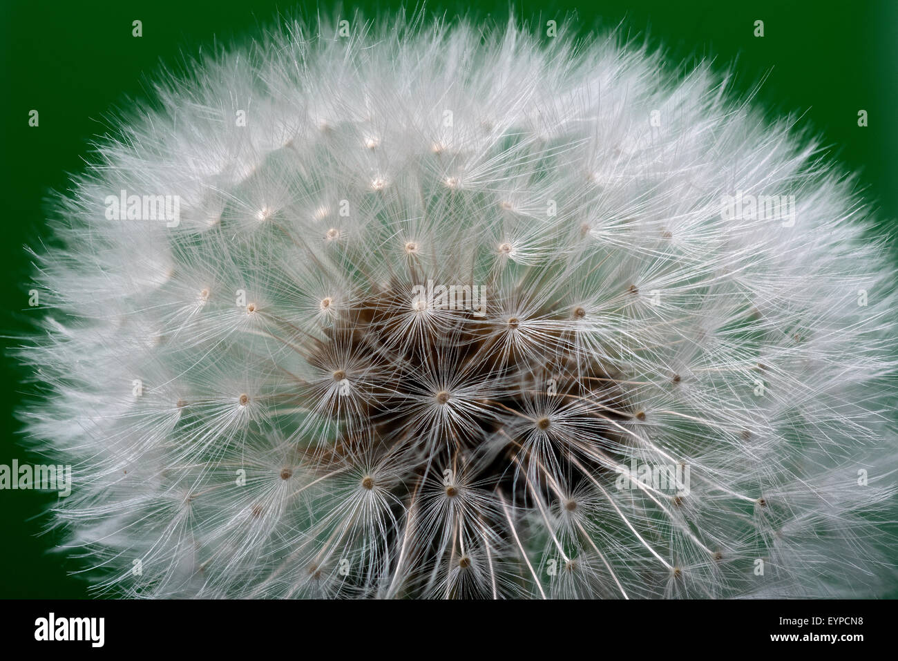 Dandelion head hi-res stock photography and images - Alamy