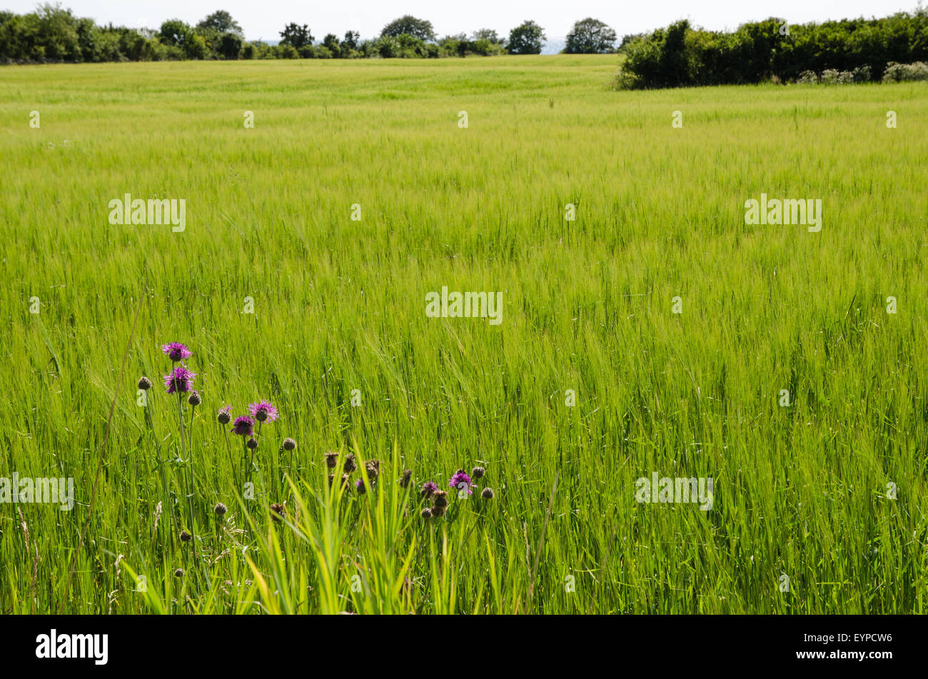 Farmers green crop field with violet flowers Stock Photo - Alamy