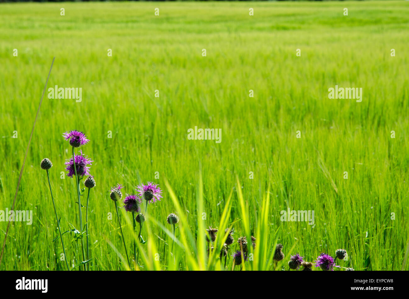 Violet flowers by a farmers green grain field Stock Photo - Alamy