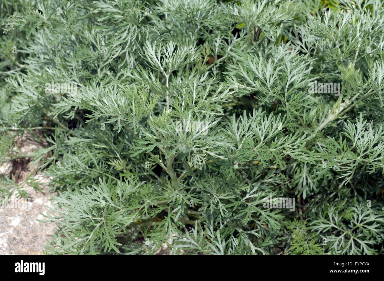 Wermut High Resolution Stock Photography and Images - Alamy