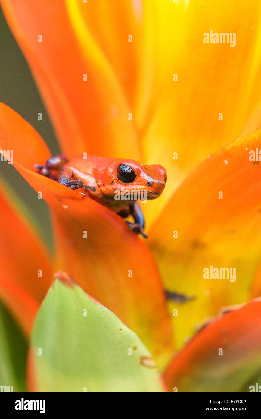Blue poison dart frog on hi-res stock photography and images - Alamy