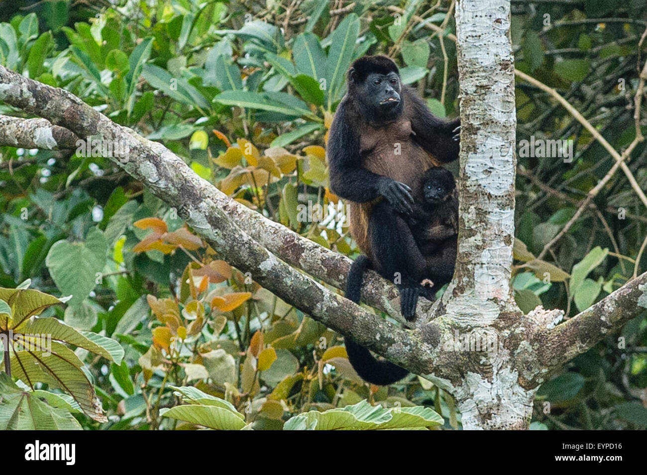 Howler monkey hi-res stock photography and images - Alamy