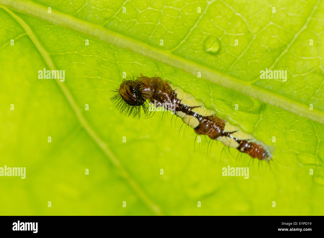 A juvenile Banded Blue butterfly larva Stock Photo - Alamy