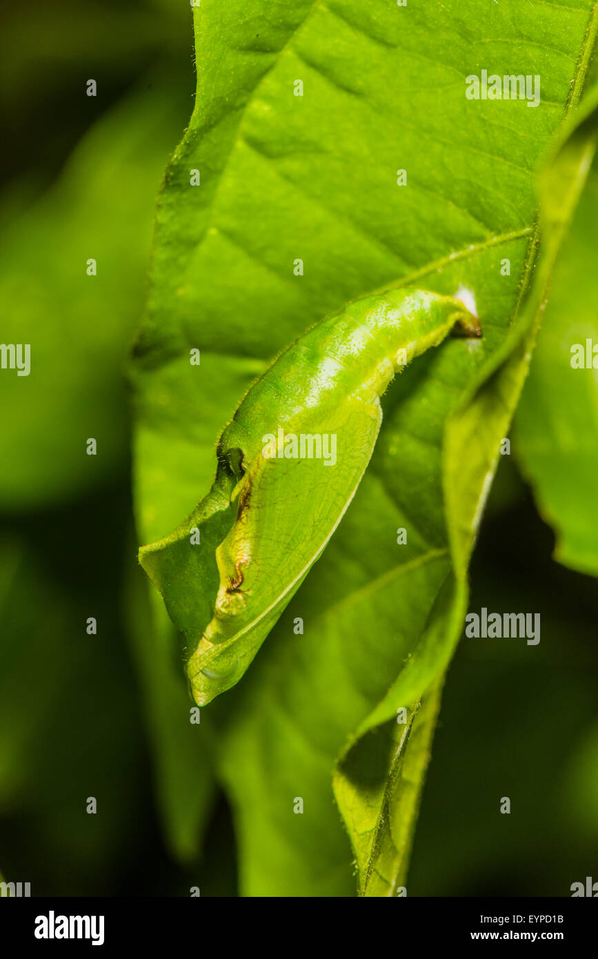 A pupa of the Blue-banded Purplewing butterfly Stock Photo - Alamy