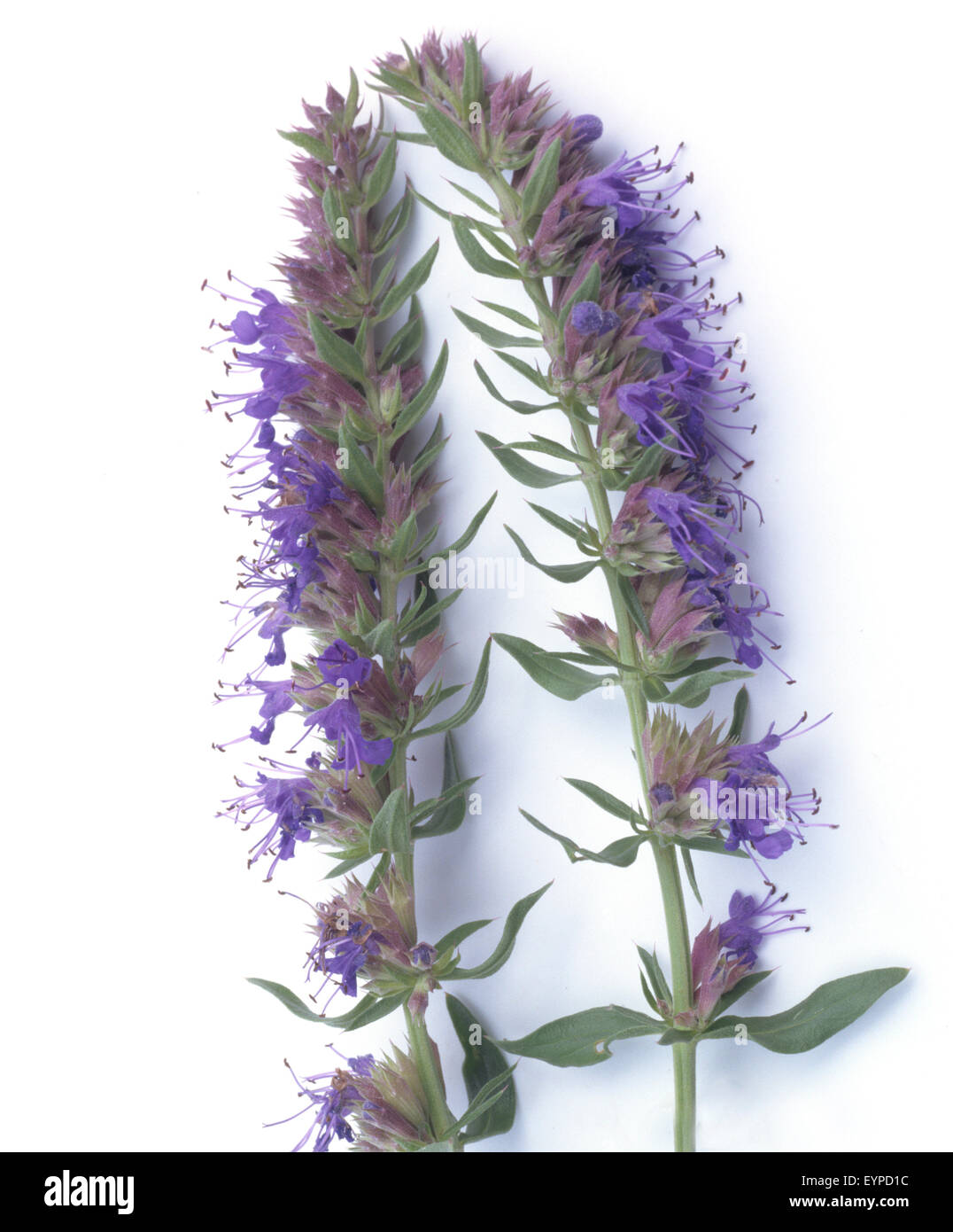 Ysop, Hyssopus, officinalis Stock Photo - Alamy