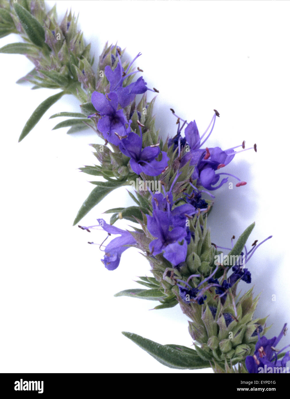 Medicinal plant ysop hyssopus officinalis hi-res stock photography and ...