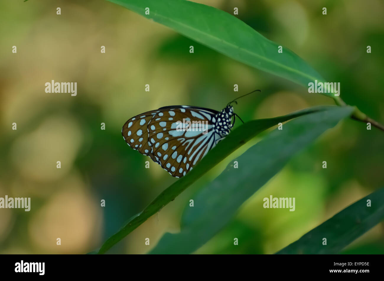Monarch Butterfly on leaf Stock Photo - Alamy