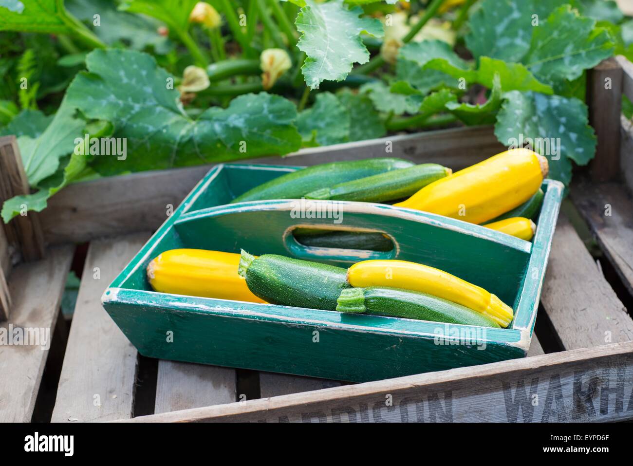 Courgette varieties hi-res stock photography and images - Alamy