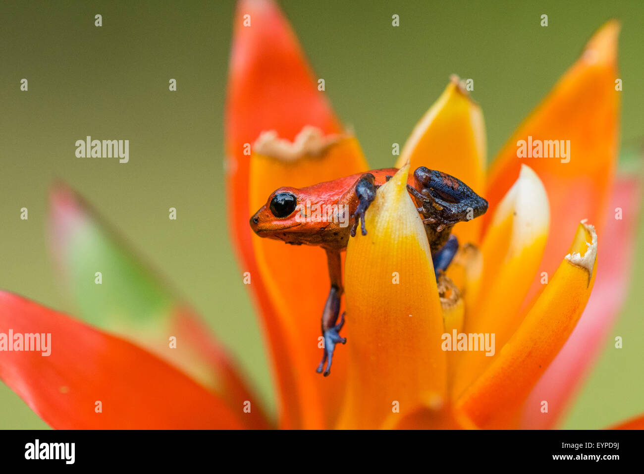 Blue poison dart frog on hi-res stock photography and images - Alamy
