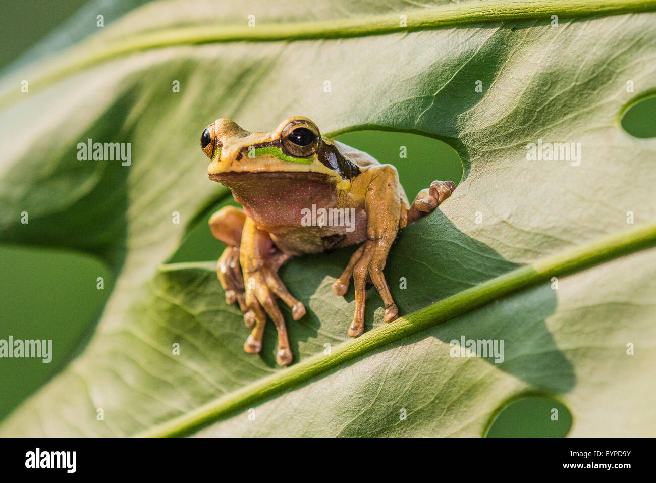 A Masked Tree frog on a leaf Stock Photo - Alamy