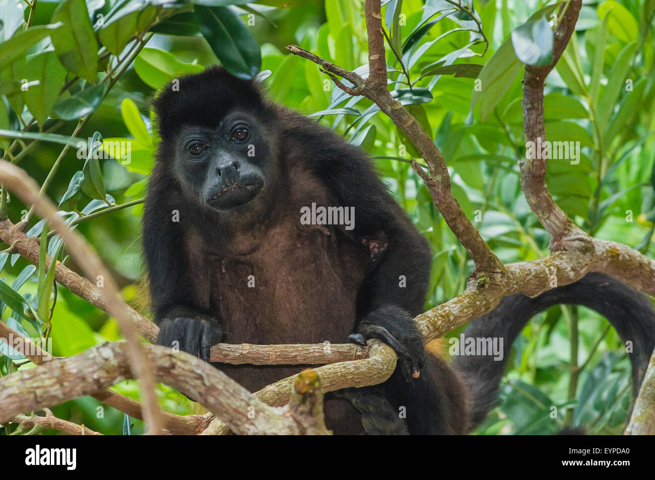Mantled howler monkey during feeding hi-res stock photography and ...