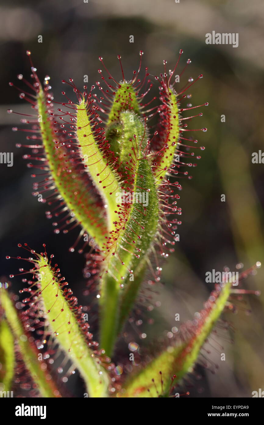 Sundew species in habitat on the banks of the Palmiet River close to ...