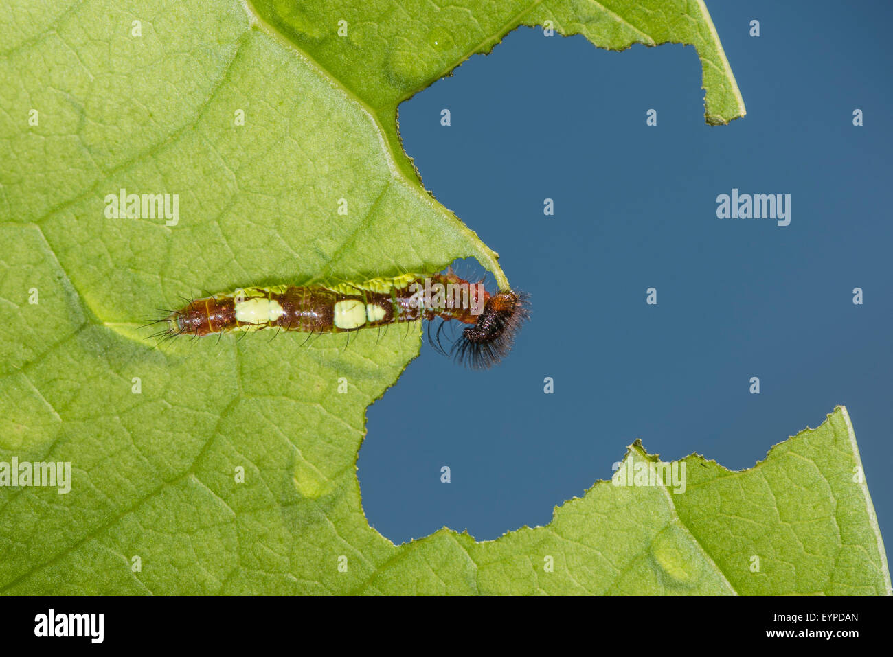 Blue banded morpho butterfly hi-res stock photography and images - Alamy