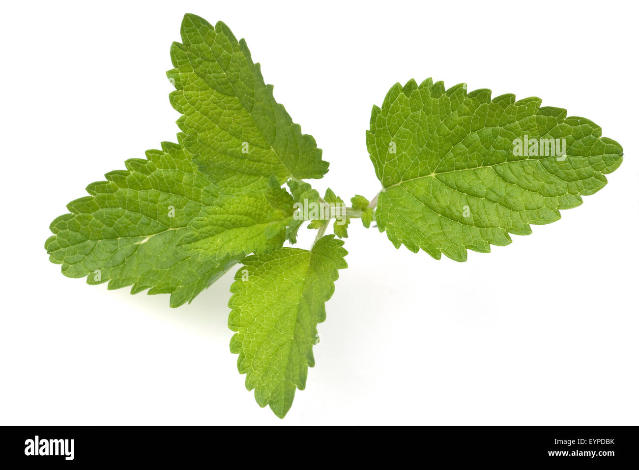 Zitronenmelisse; Melissa; officinalis; Melisse Stock Photo - Alamy