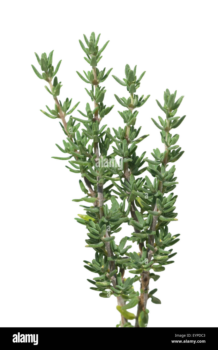 Thymus citriodorus hi-res stock photography and images - Alamy