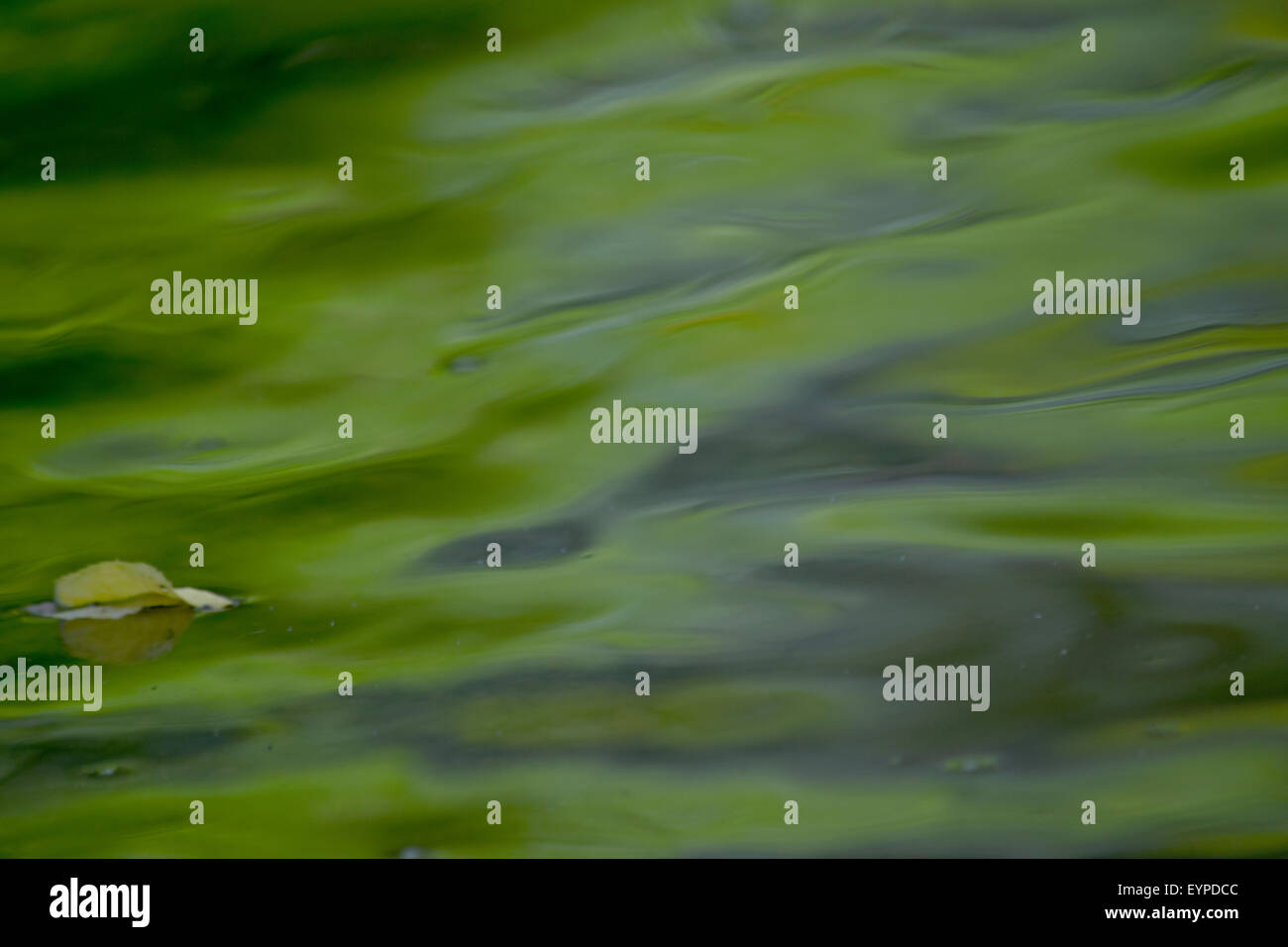 water abstract close up, green reflection Stock Photo - Alamy
