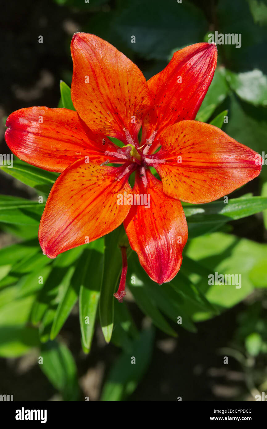 Lili flower hi-res stock photography and images - Alamy