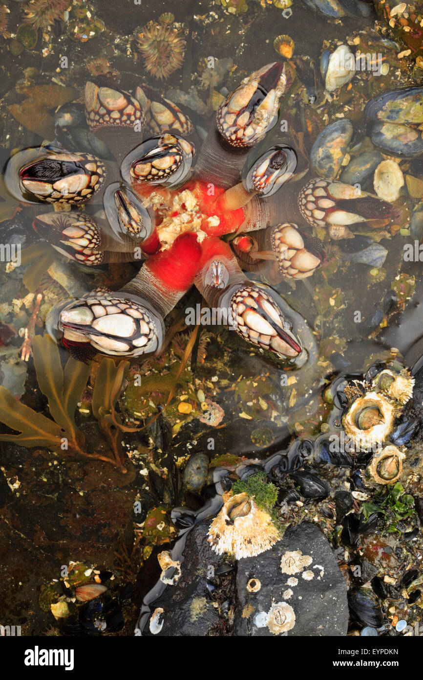 Gooseneck barnacles in a tidal pool at Tongue Point near Port Angeles ...