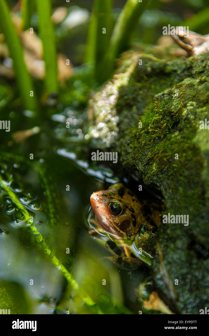 Little garden pond england hi-res stock photography and images - Alamy