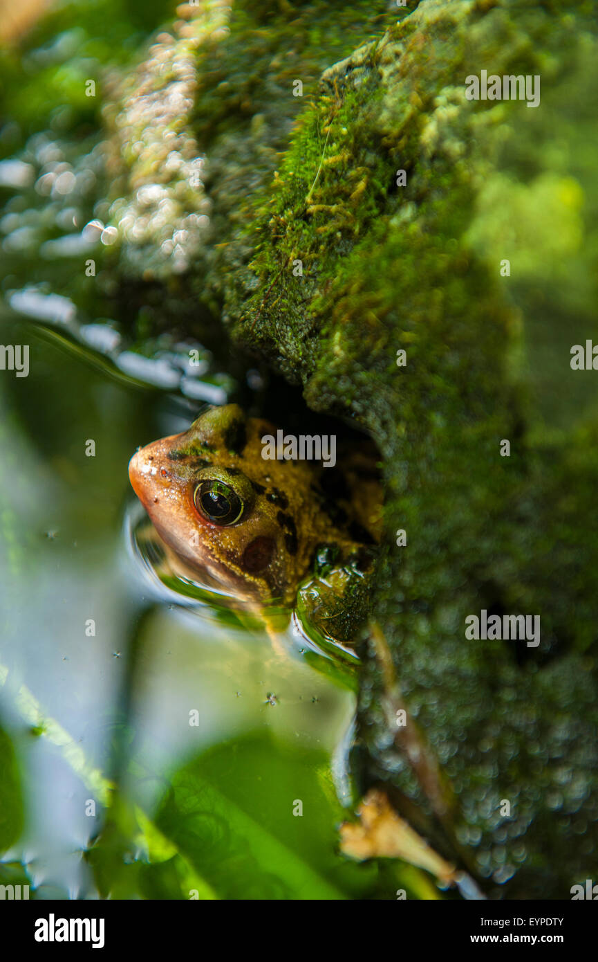 Little garden pond england hi-res stock photography and images - Alamy