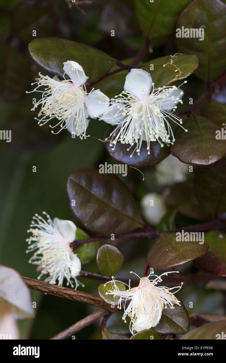 Myrtle flower white hi-res stock photography and images - Alamy