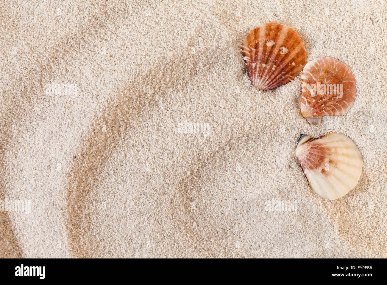 Seashells On Sand Stock Photo - Alamy