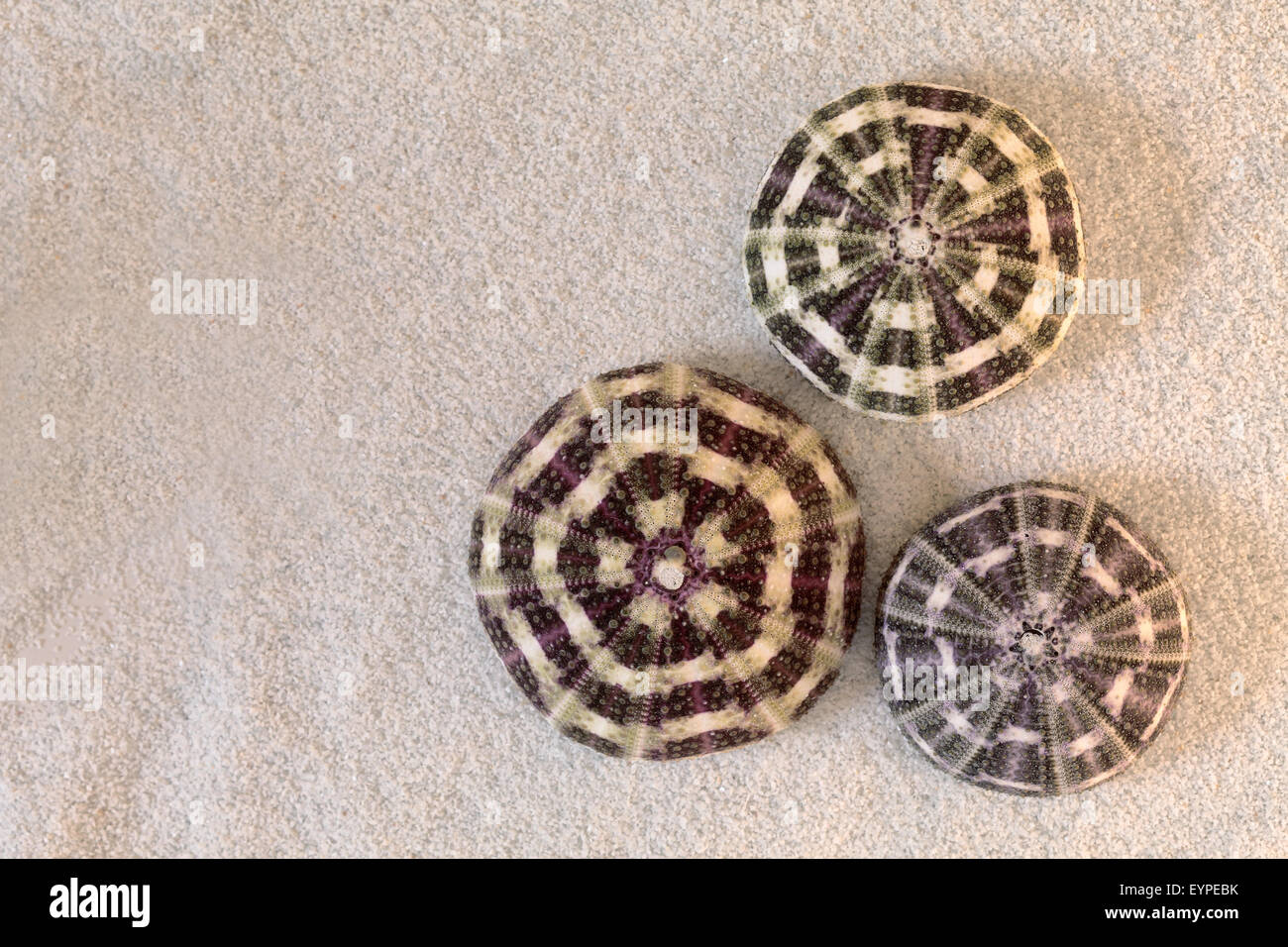Shells On Sand Stock Photo - Alamy