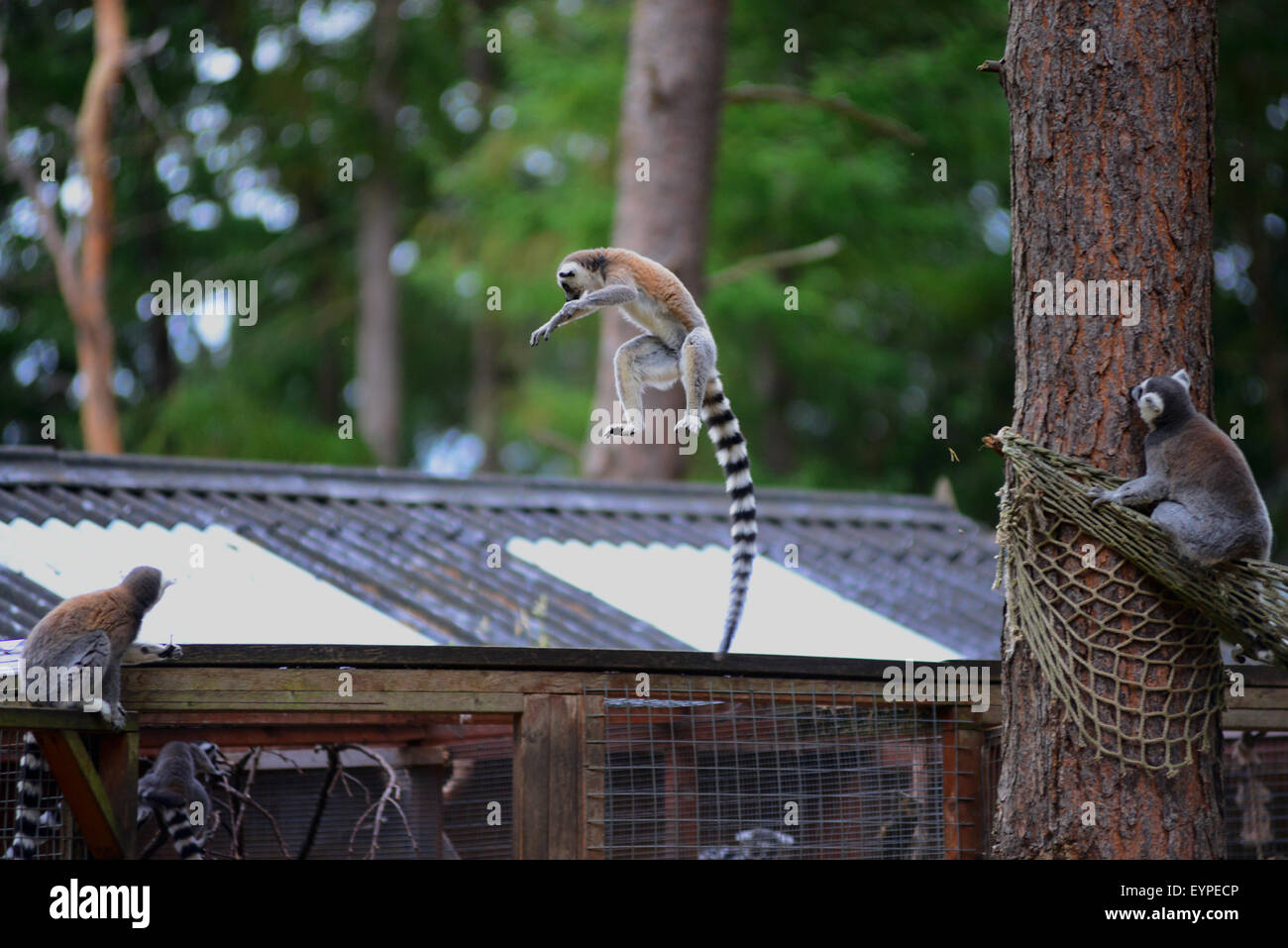 Ring Tailed Lemur Jumping High Resolution Stock Photography and Images ...