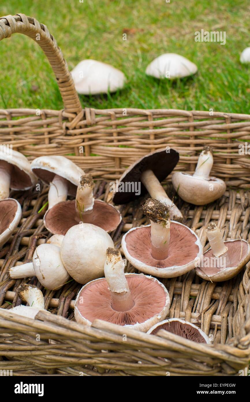 Agaricus specimens hi-res stock photography and images - Alamy