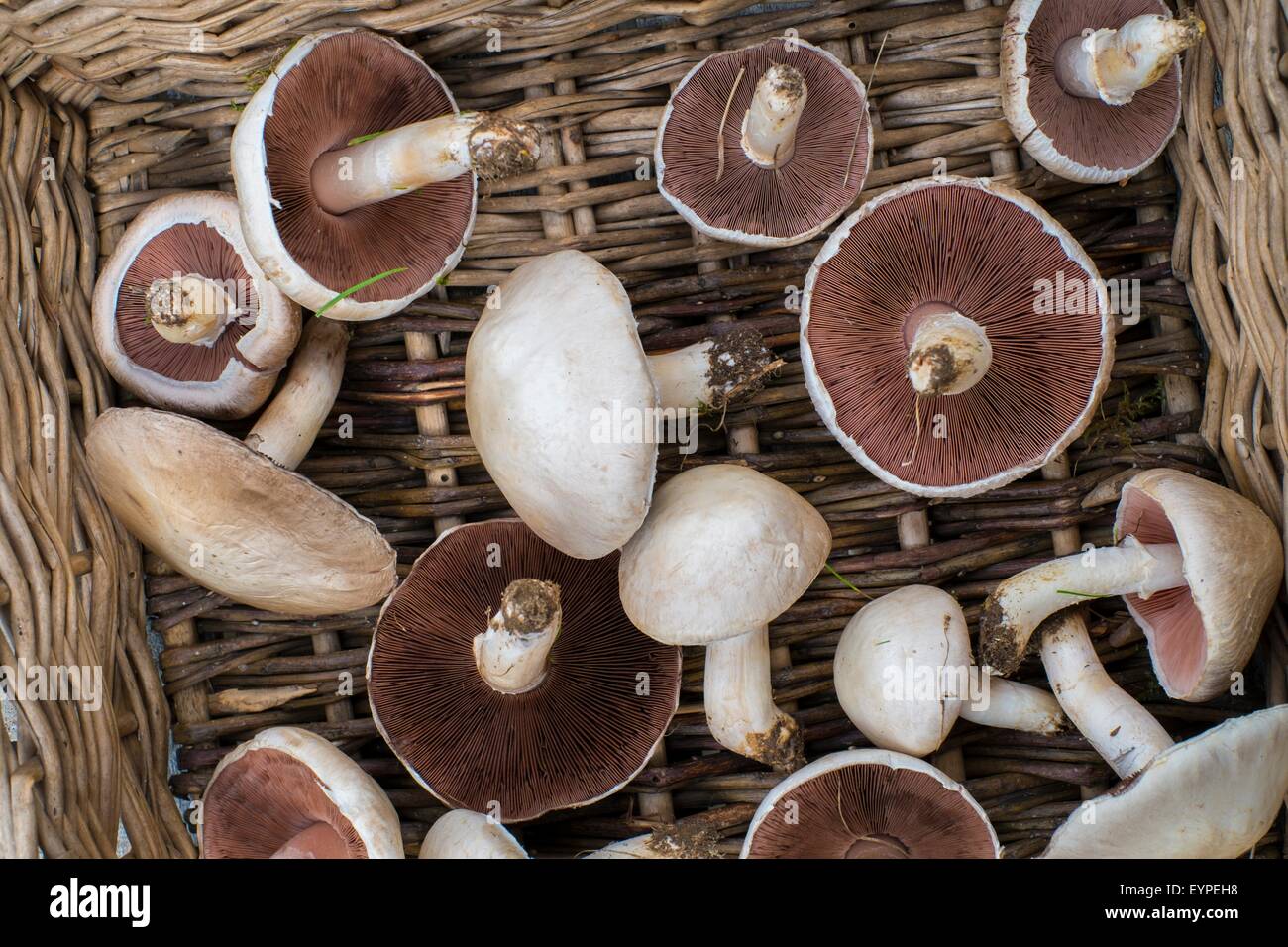 Agaricus campestris hi-res stock photography and images - Alamy