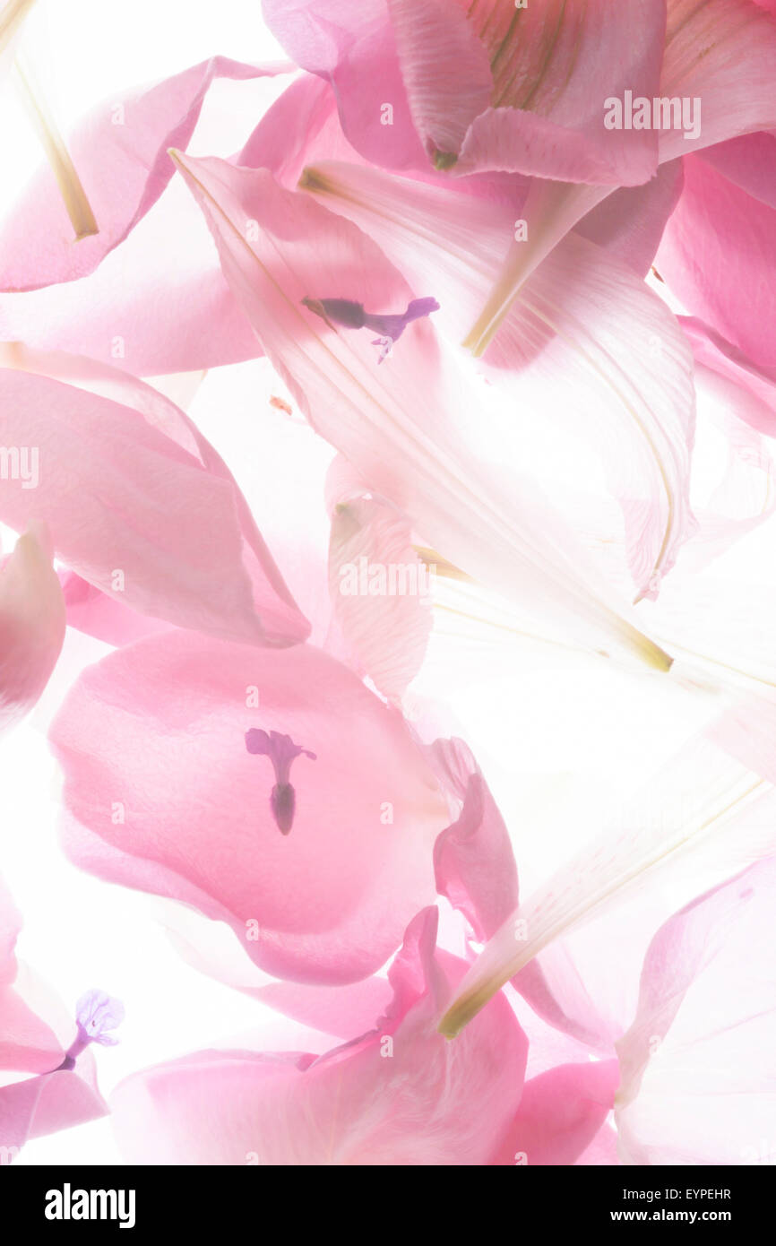 Soft focus petals hi-res stock photography and images - Alamy