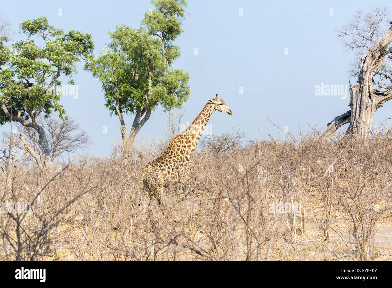 Southern or South African giraffe, Giraffa camelopardalis, in scrubland ...