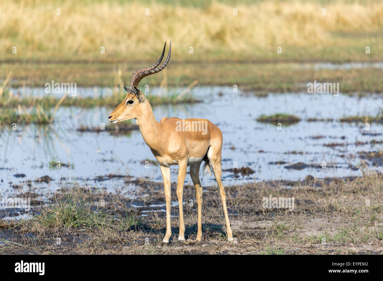 African antelope with curved horns hi-res stock photography and images ...