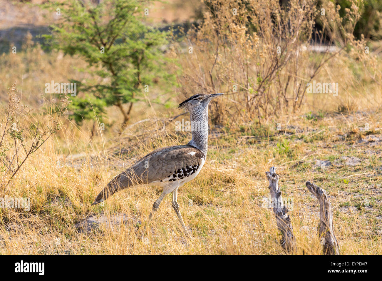 African Ground Dwelling Bird High Resolution Stock Photography and ...