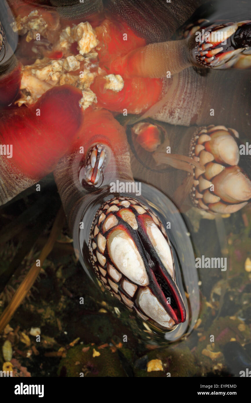 Gooseneck barnacles in a tidal pool at Tongue Point near Port Angeles ...