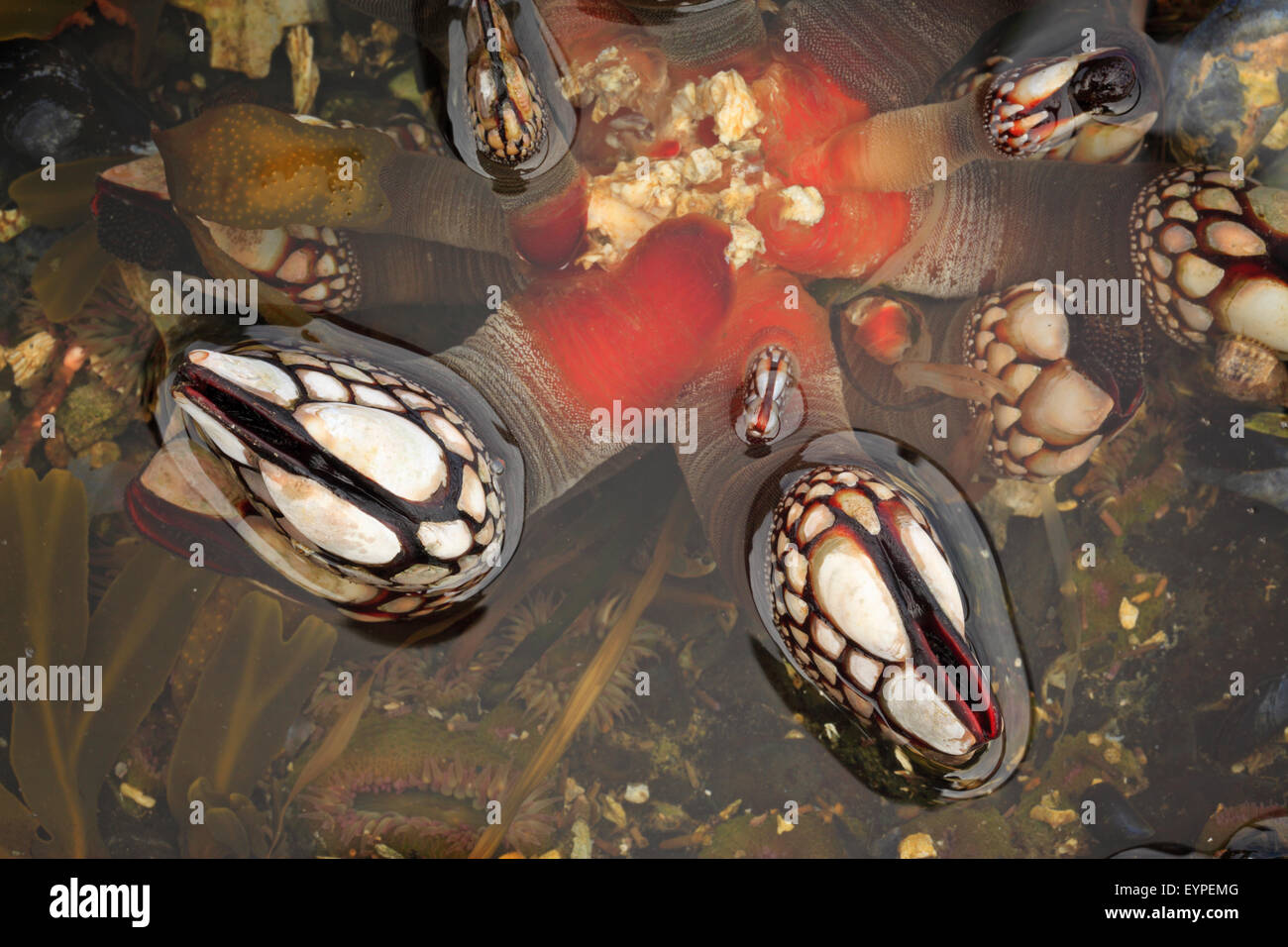 Gooseneck barnacles hi-res stock photography and images - Alamy