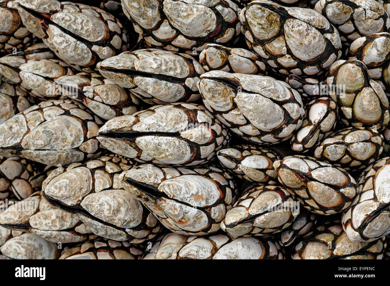 Barnacles on rock hi-res stock photography and images - Alamy