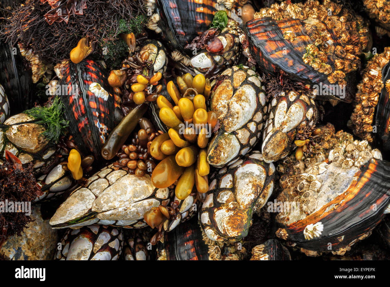 Seaweed barnacles rock hi-res stock photography and images - Alamy