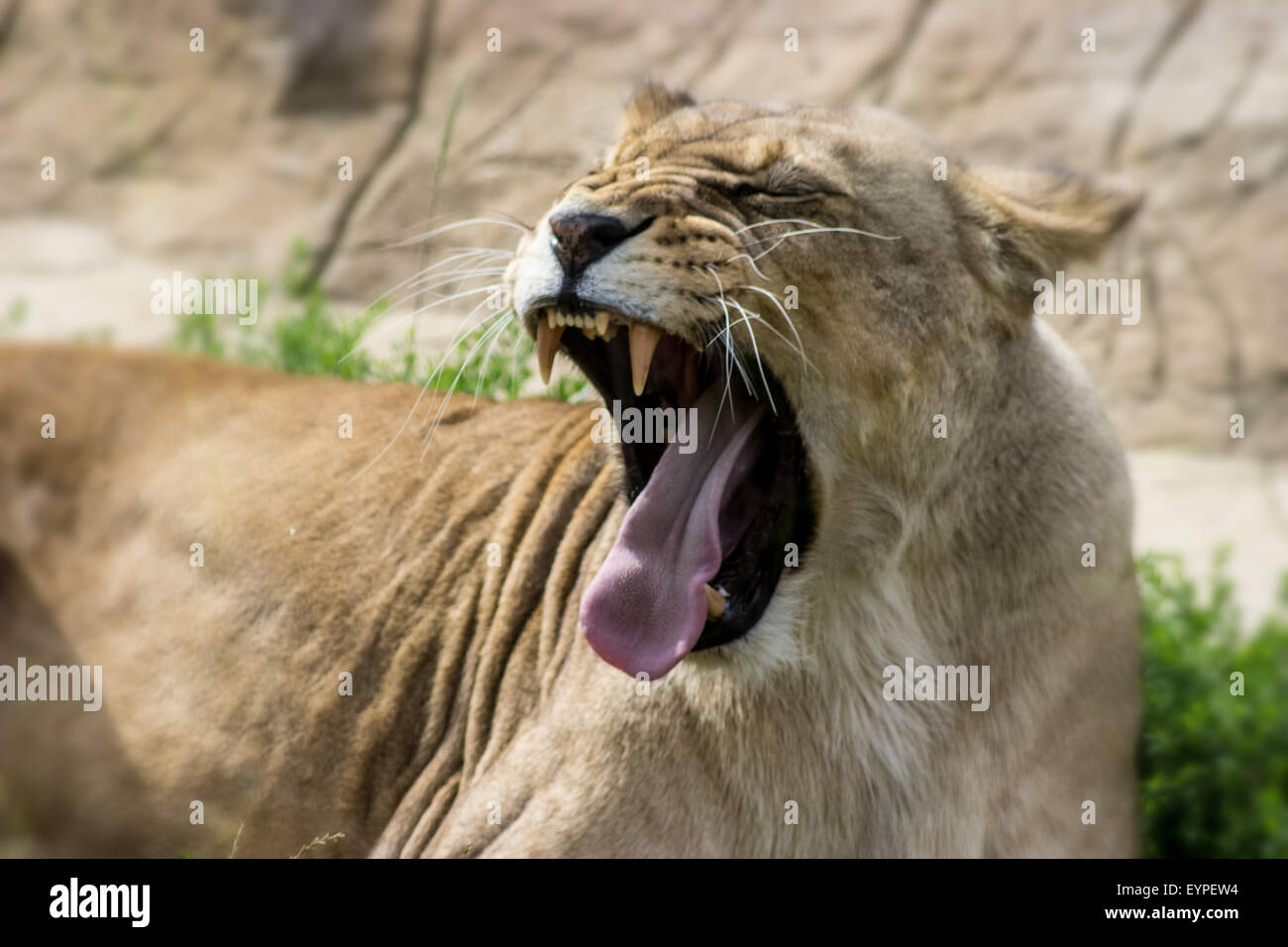 Lion roaring white background hi-res stock photography and images - Alamy