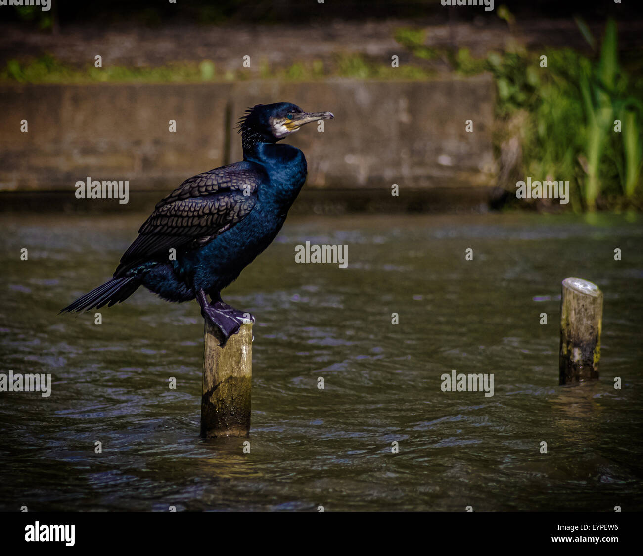 Black and white comorant hi-res stock photography and images - Alamy