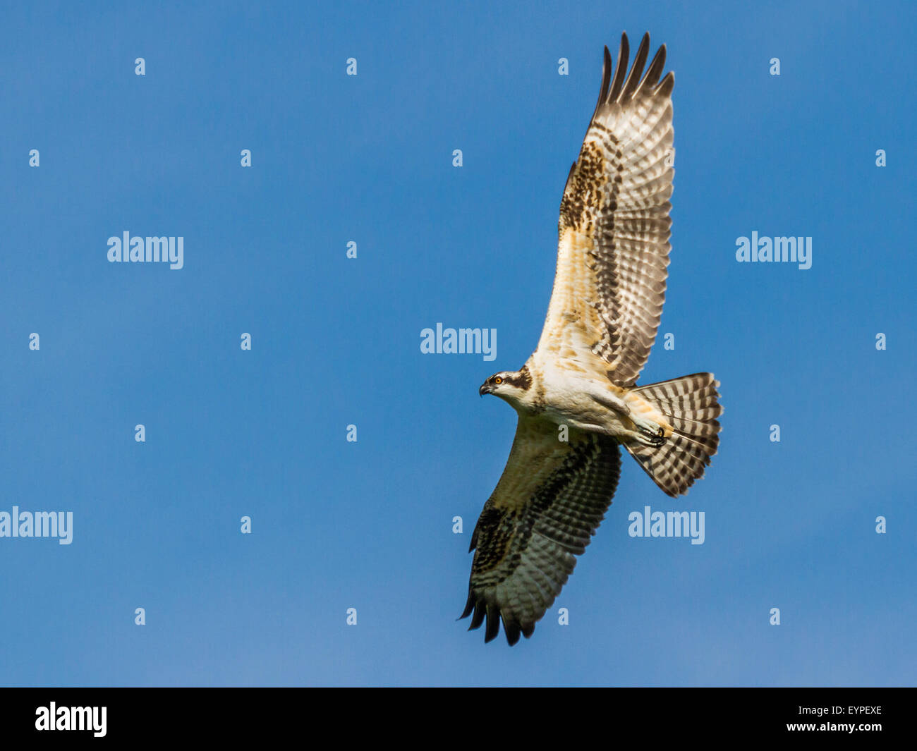 Osprey in flight hi-res stock photography and images - Alamy