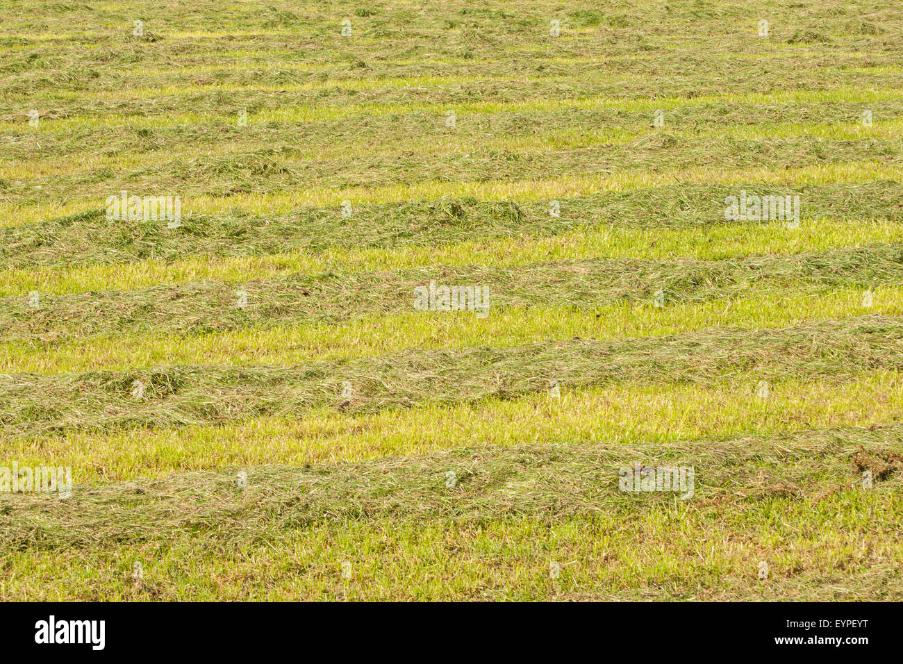 Hay making haymaking hi-res stock photography and images - Alamy