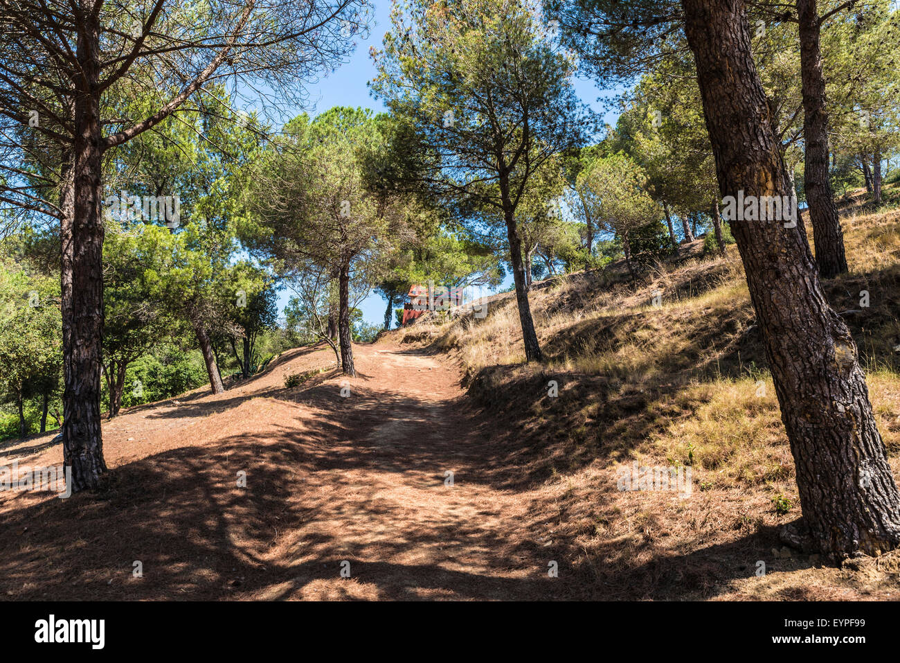 Mediterranean forest hi-res stock photography and images - Alamy