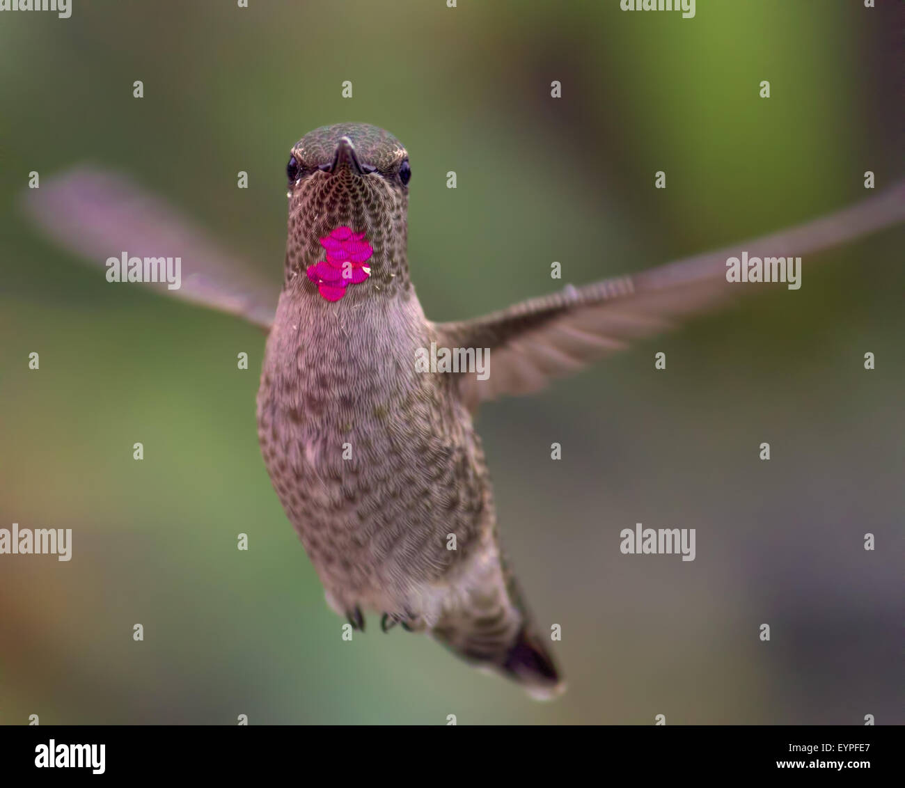 Hummingbird in Flight Stock Photo - Alamy